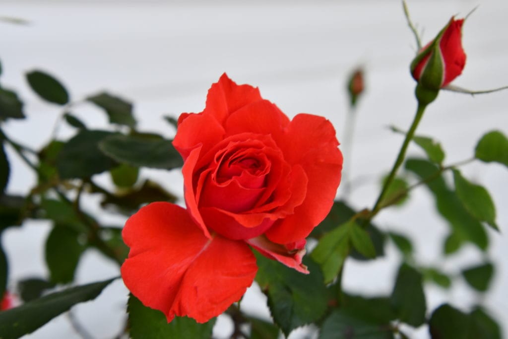 What Varieties are Blooming in Your Garden? - Redneck Rhapsody